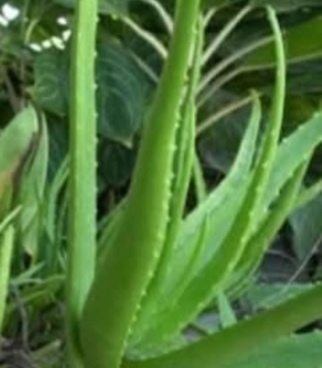 New Japanese Trick! Apply to the Skin Even at 70 with Aloe Vera – Easy ...