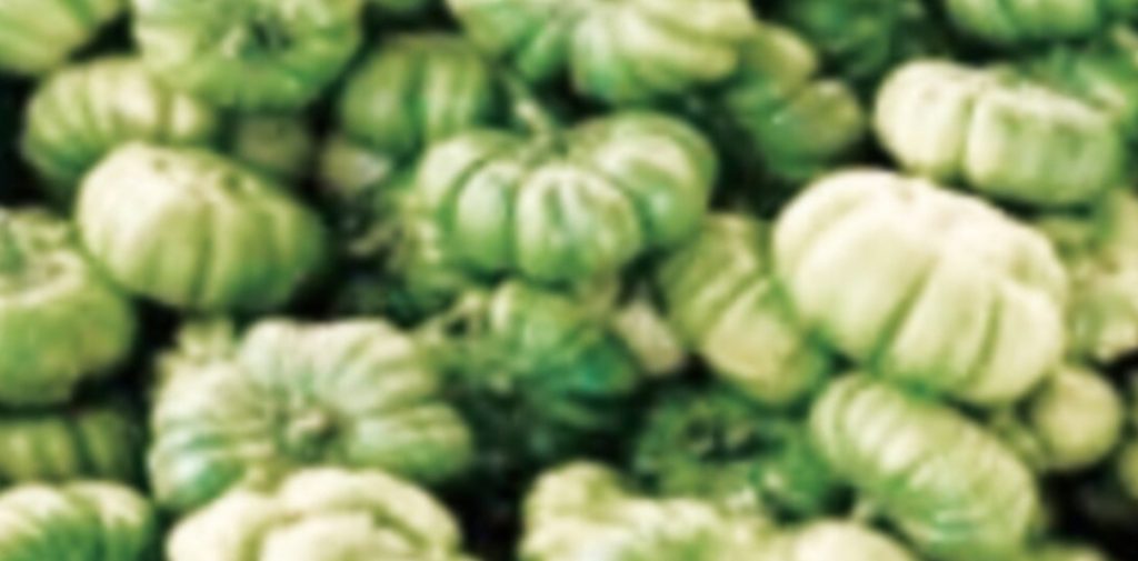 Discover the secret health benefits of common mallow – Easy Cook Recipes