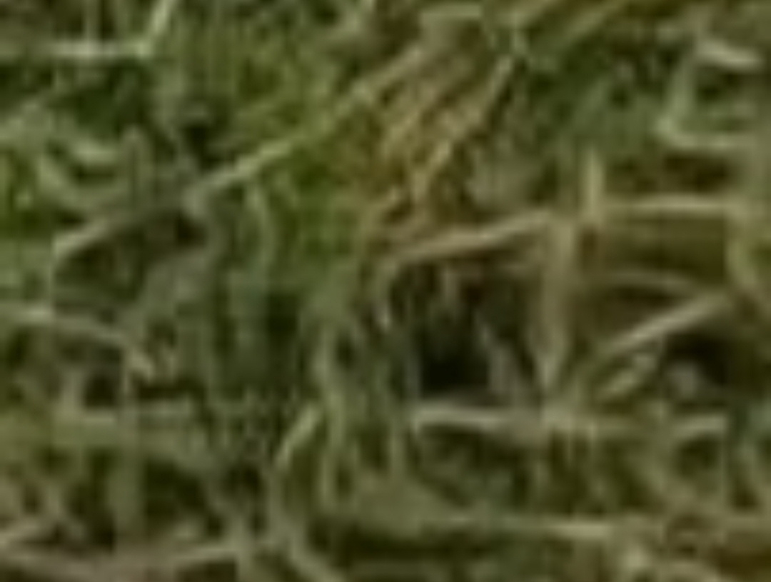 The Most Potent Herb That Destroys Parasites, Urinary Tract – Easy Cook ...