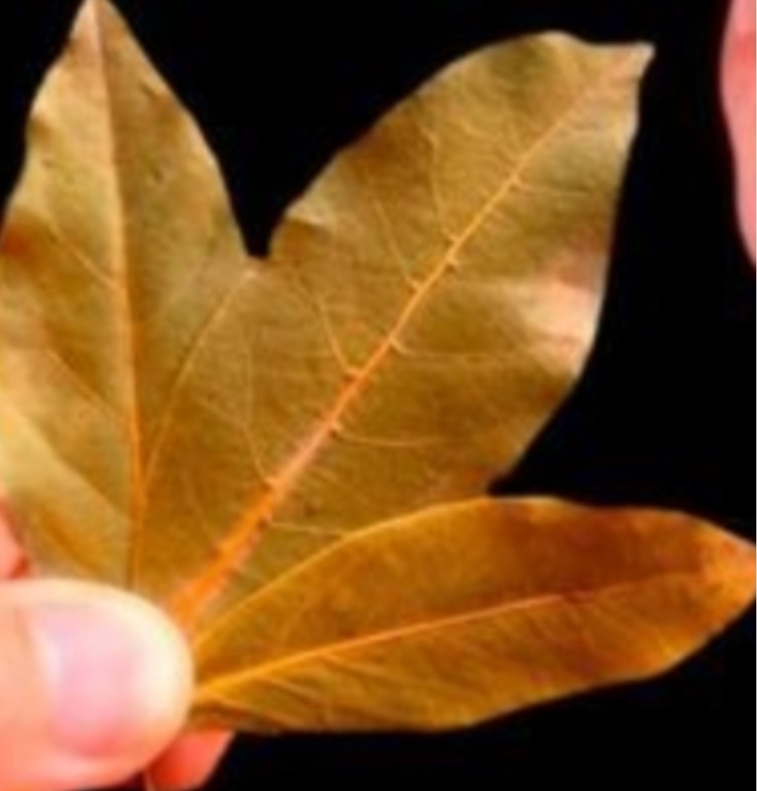 Uncover the Beauty Secrets of Bay Leaf for Glowing Skin – Easy Cook Recipes