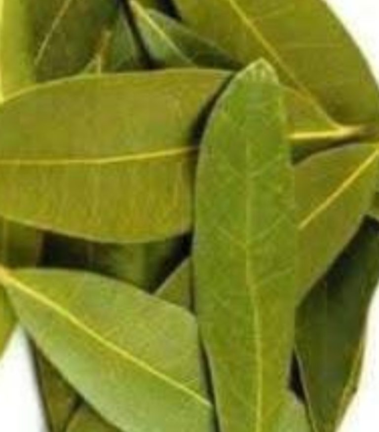 Exploring the Benefits of Bay Leaves for Skin: Natural Anti-Aging ...